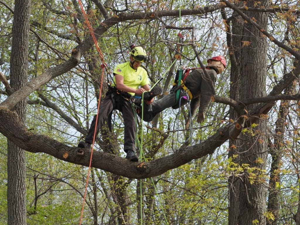 2018 CT TREE CLIMBING COMPETITION A SUCCESS! - CTPA (Connecticut Tree ...